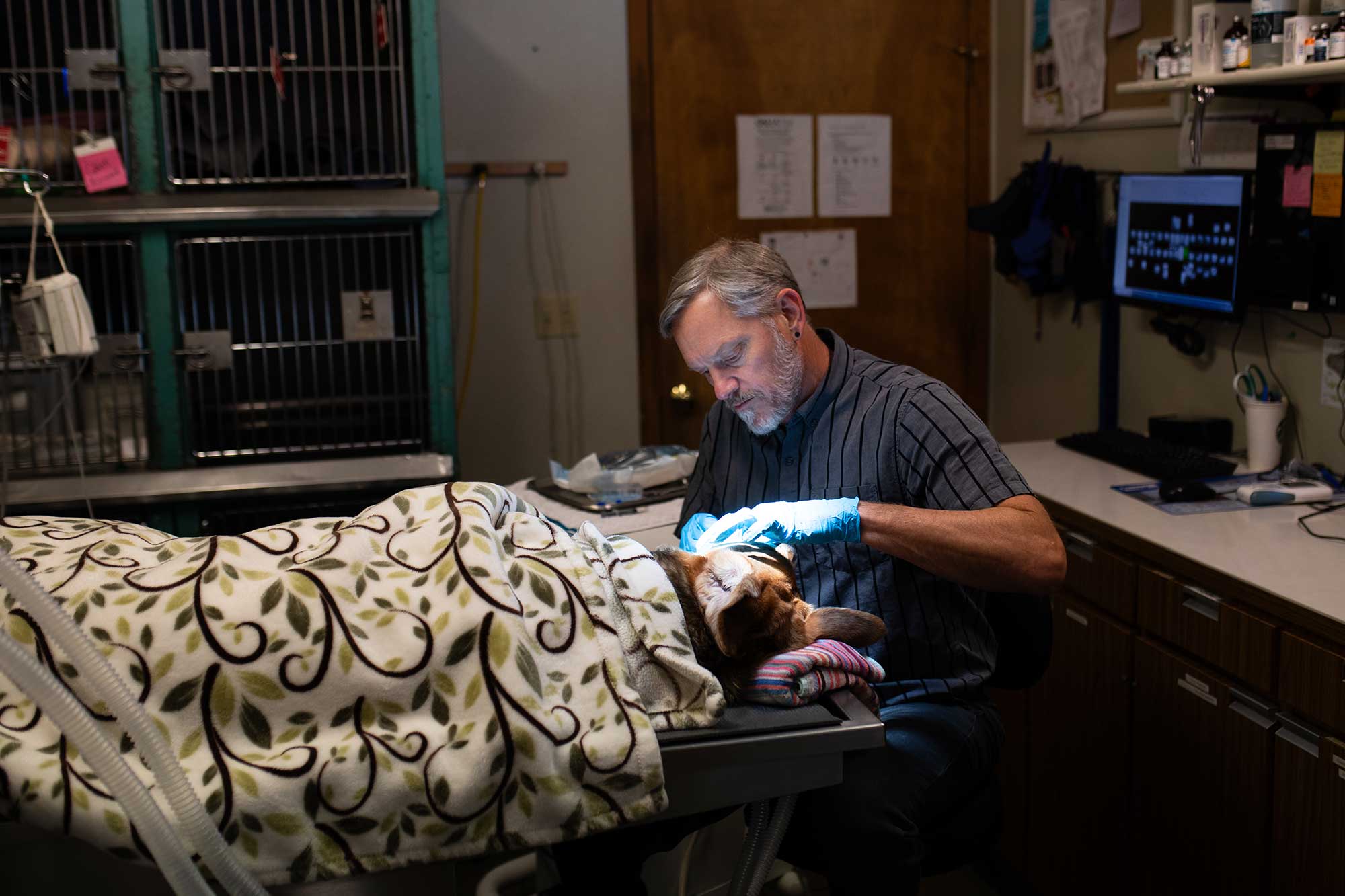 Comprehensive Dental Care for Cats & Dogs – Burton Creek Veterinary Clinic